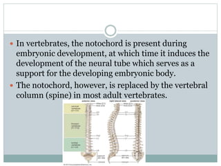 Phylum chordata - zoology | PPTX