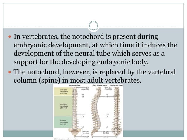 Phylum chordata - zoology | PPTX | Fish and Aquariums | Pets