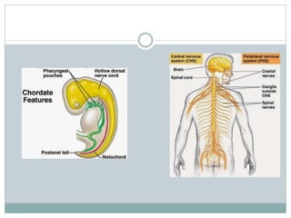 Phylum chordata - zoology | PPTX
