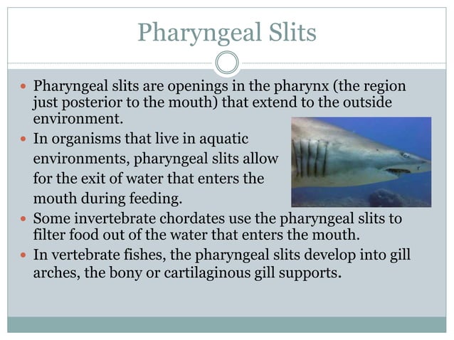 Phylum chordata - zoology | PPTX | Fish and Aquariums | Pets