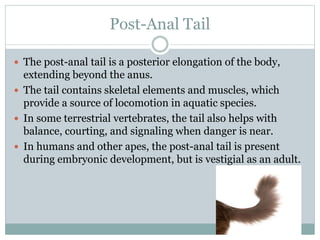 Phylum chordata - zoology | PPTX