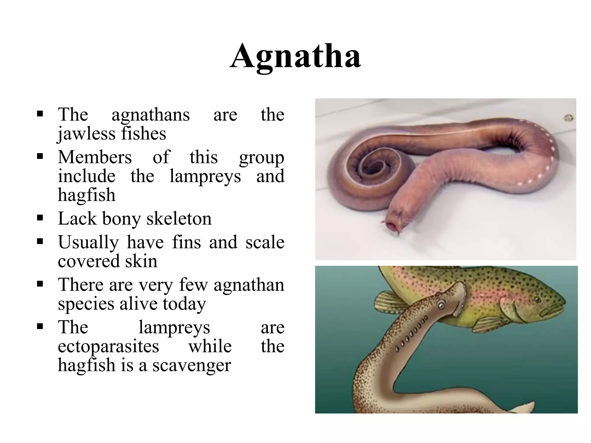 Phylum Chordata.pptx
