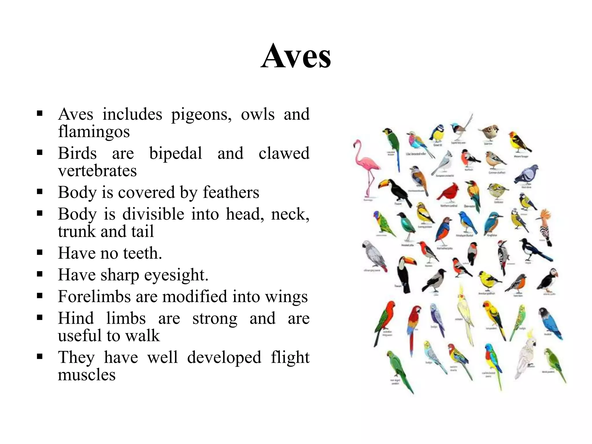 Phylum Chordata.pptx