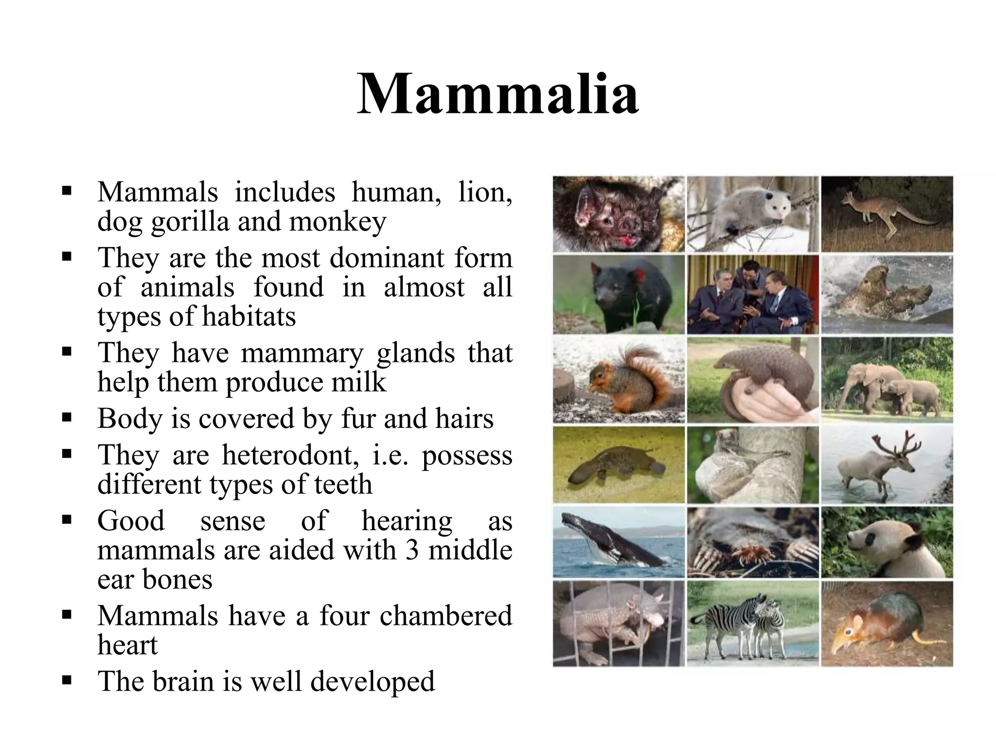 Phylum Chordata.pptx