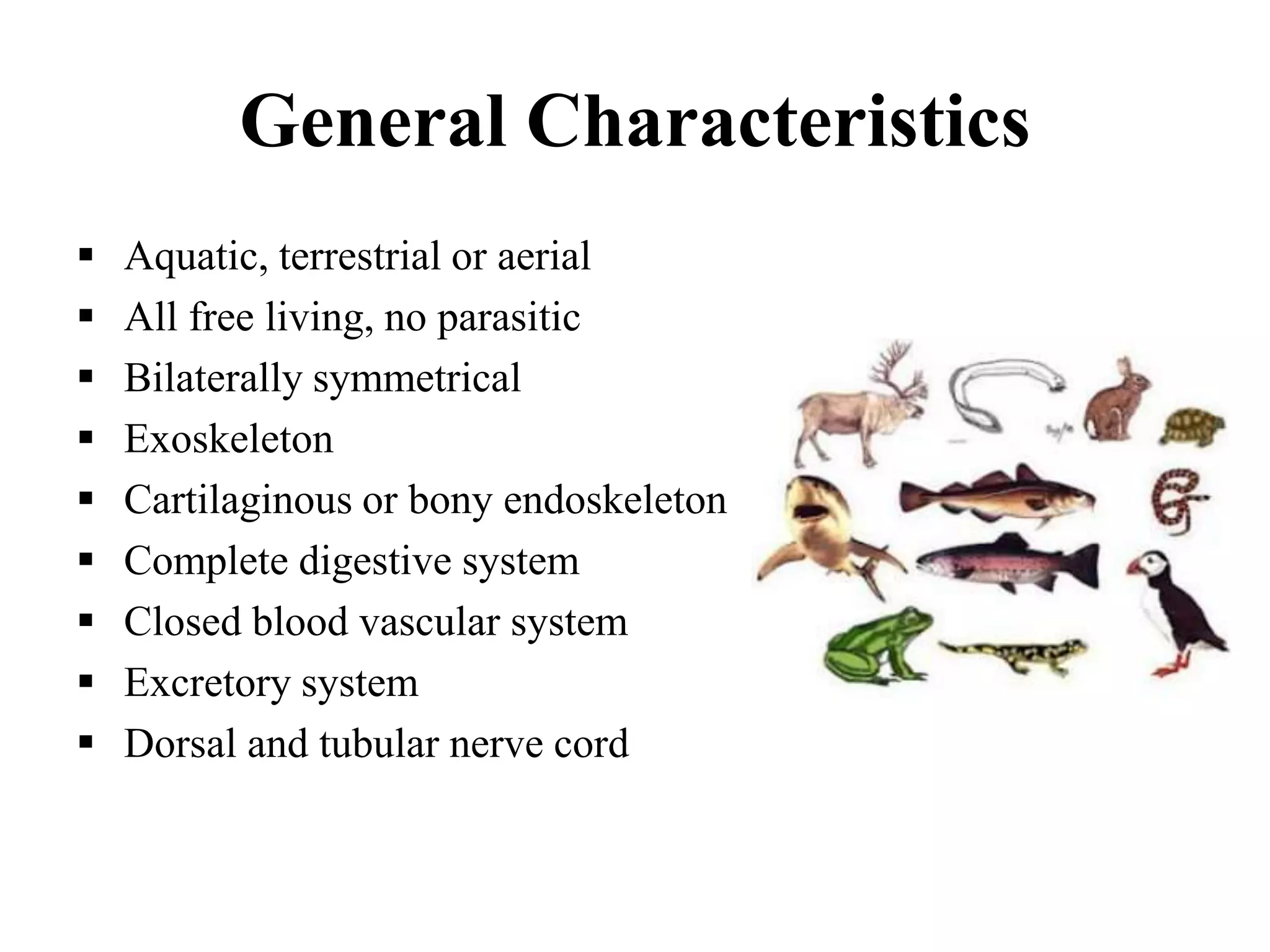 Phylum Chordata.pptx
