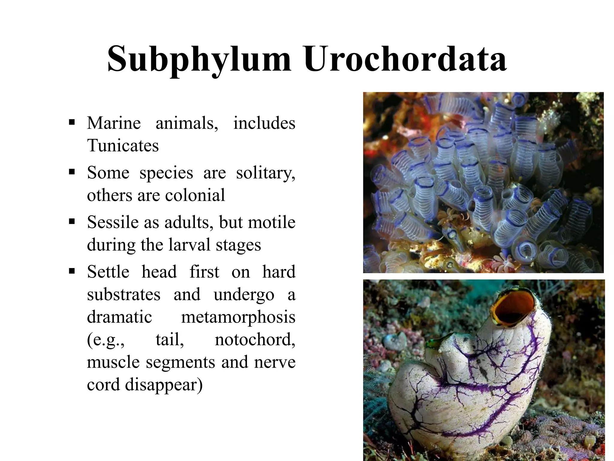 Phylum Chordata.pptx
