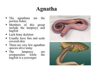 Phylum Chordata.pptx