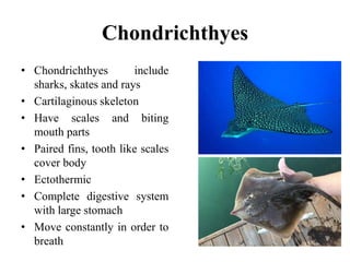 Phylum Chordata.pptx