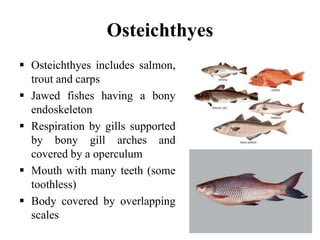 Phylum Chordata.pptx
