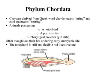Phylum Chordata.pptx