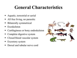Phylum Chordata.pptx