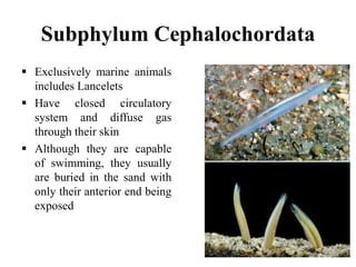 Examples Of Lancelets