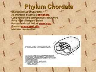 Phylum Chordata.ppt
