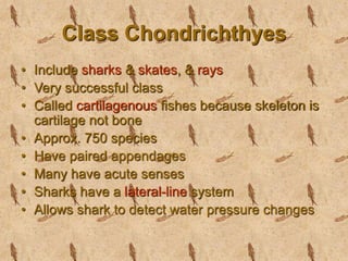 Phylum Chordata.ppt