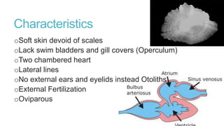 Phylum Chordata: Fishes | PPTX