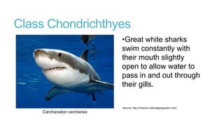 Phylum Chordata: Fishes | PPTX