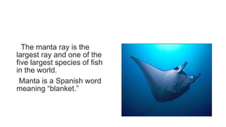 Phylum Chordata: Fishes | PPTX