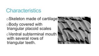 Phylum Chordata: Fishes | PPTX