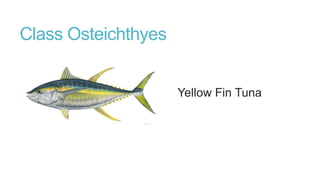 Phylum Chordata: Fishes | PPTX