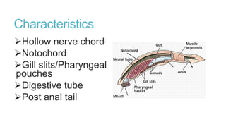Phylum Chordata: Fishes | PPTX