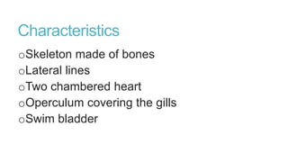 Phylum Chordata: Fishes | PPTX