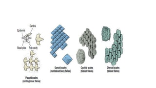 Phylum Chordata: Fishes | PPTX