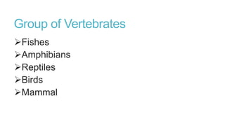 Phylum Chordata: Fishes | PPTX
