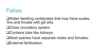 Phylum Chordata: Fishes | PPTX