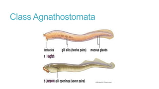 Phylum Chordata: Fishes | PPTX