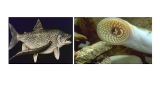 Phylum Chordata: Fishes | PPTX