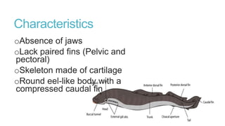 Phylum Chordata: Fishes | PPTX