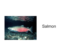 Phylum Chordata Fish