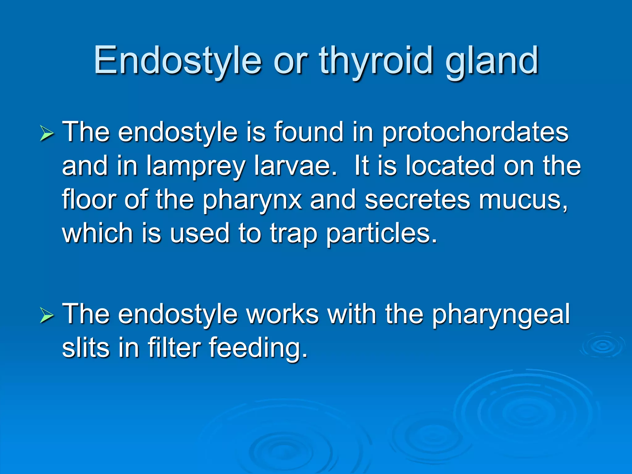PhylumChordataIntroductionGeneralfeaturesStructure.ppt