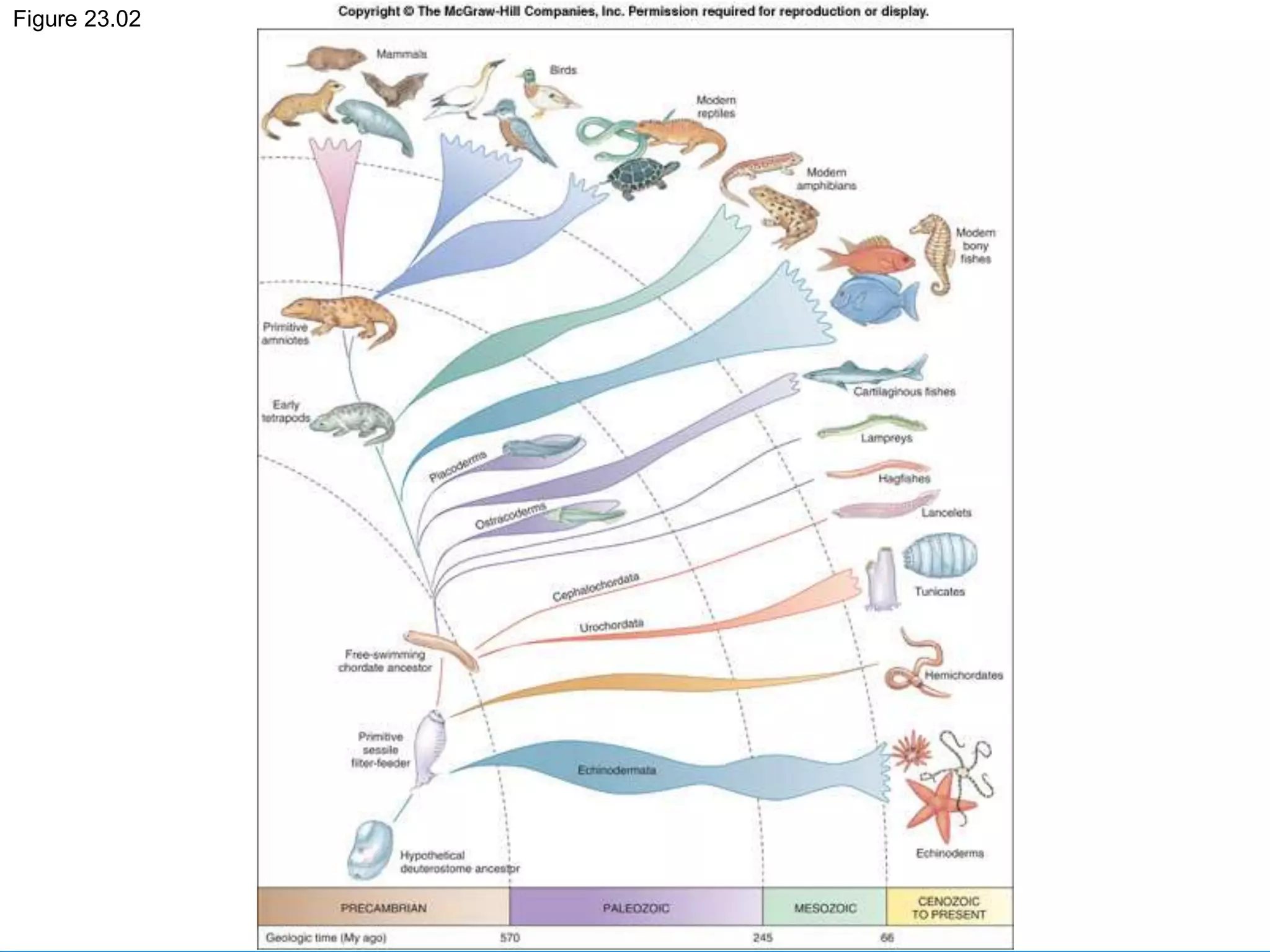 PhylumChordataIntroductionGeneralfeaturesStructure.ppt