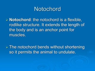 PhylumChordataIntroductionGeneralfeaturesStructure.ppt