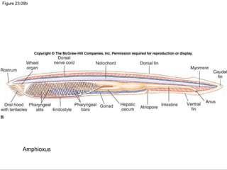 PhylumChordataIntroductionGeneralfeaturesStructure.ppt | Biological ...