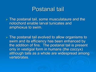 PhylumChordataIntroductionGeneralfeaturesStructure.ppt | Biological ...