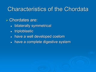 PhylumChordataIntroductionGeneralfeaturesStructure.ppt | Biological ...