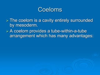 PhylumChordataIntroductionGeneralfeaturesStructure.ppt | Biological ...