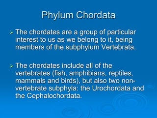 Phylum Chordatawhich Animals Belong Youtube