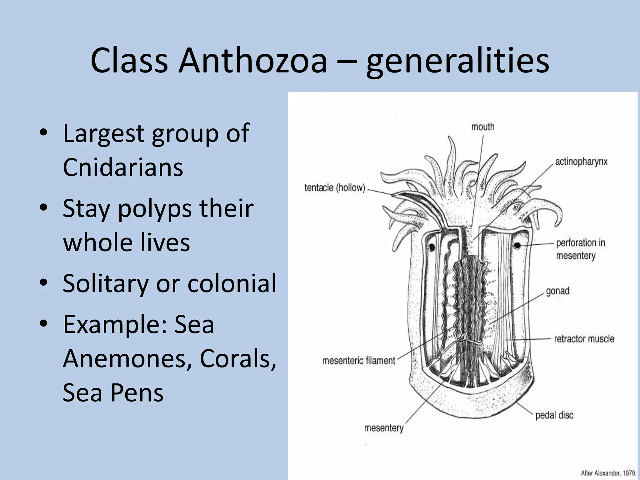 Phylum cnidaria | PPTX | Biological Sciences | Science