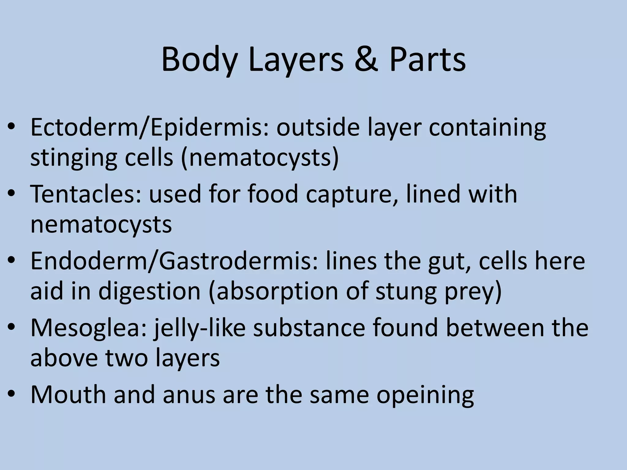 Phylum cnidaria | PPTX | Biological Sciences | Science