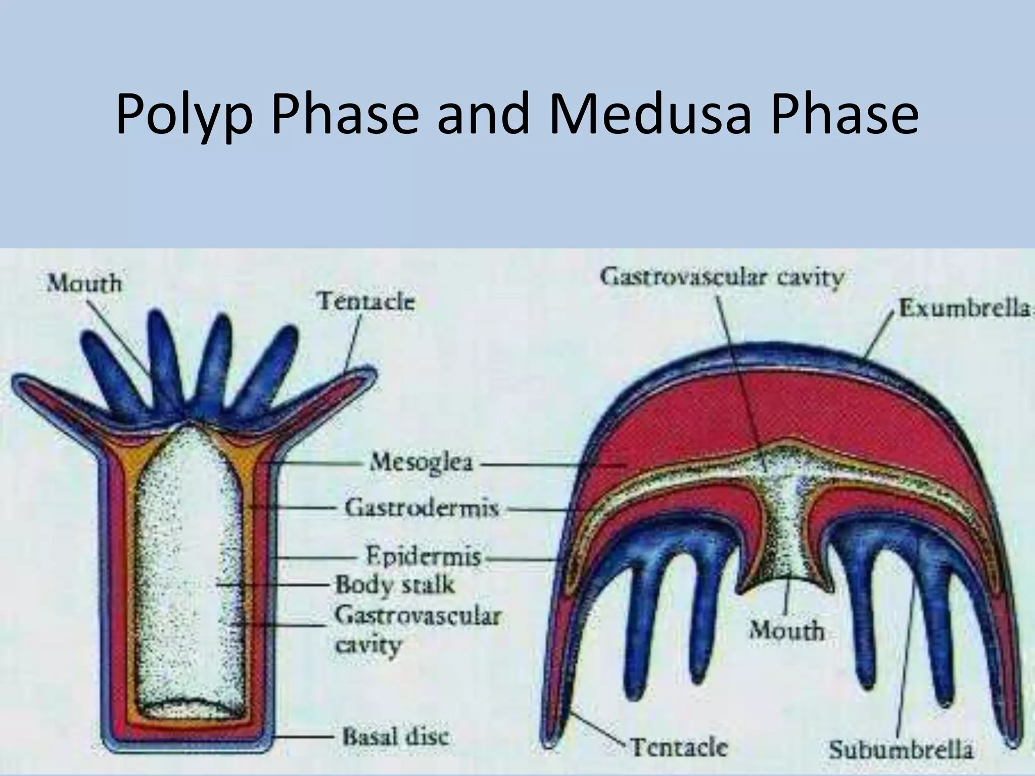 Phylum cnidaria | PPTX | Biological Sciences | Science