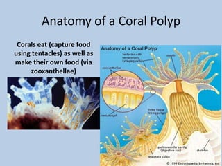 Phylum cnidaria | PPTX | Biological Sciences | Science
