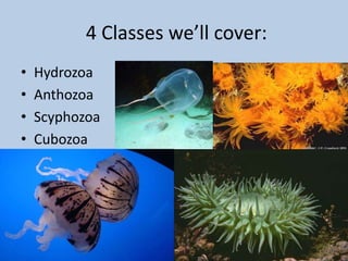 Phylum cnidaria | PPTX | Biological Sciences | Science
