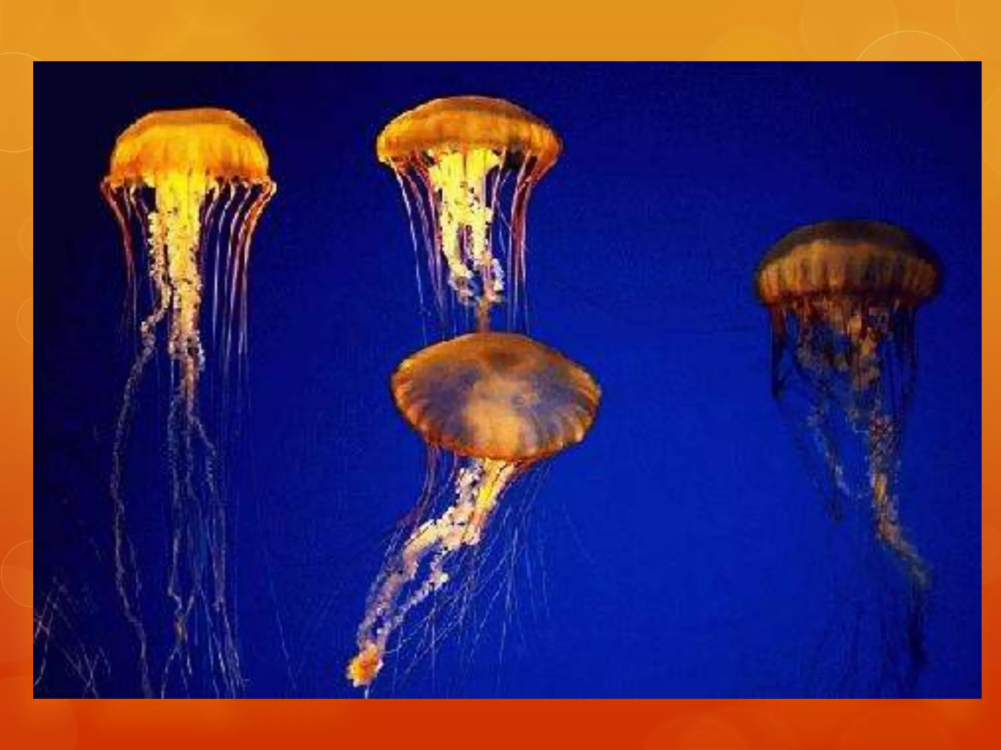 PHYLUM CNIDARIA | PPTX