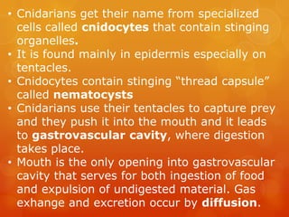 PHYLUM CNIDARIA | PPTX