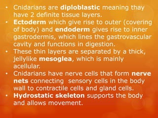 PHYLUM CNIDARIA | PPTX