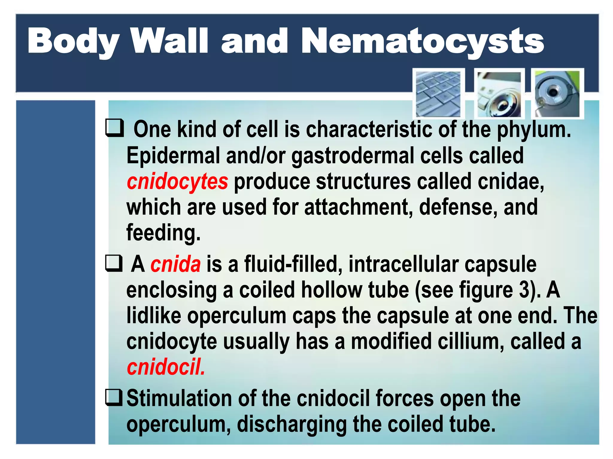 Phylum Cnidaria | PPTX
