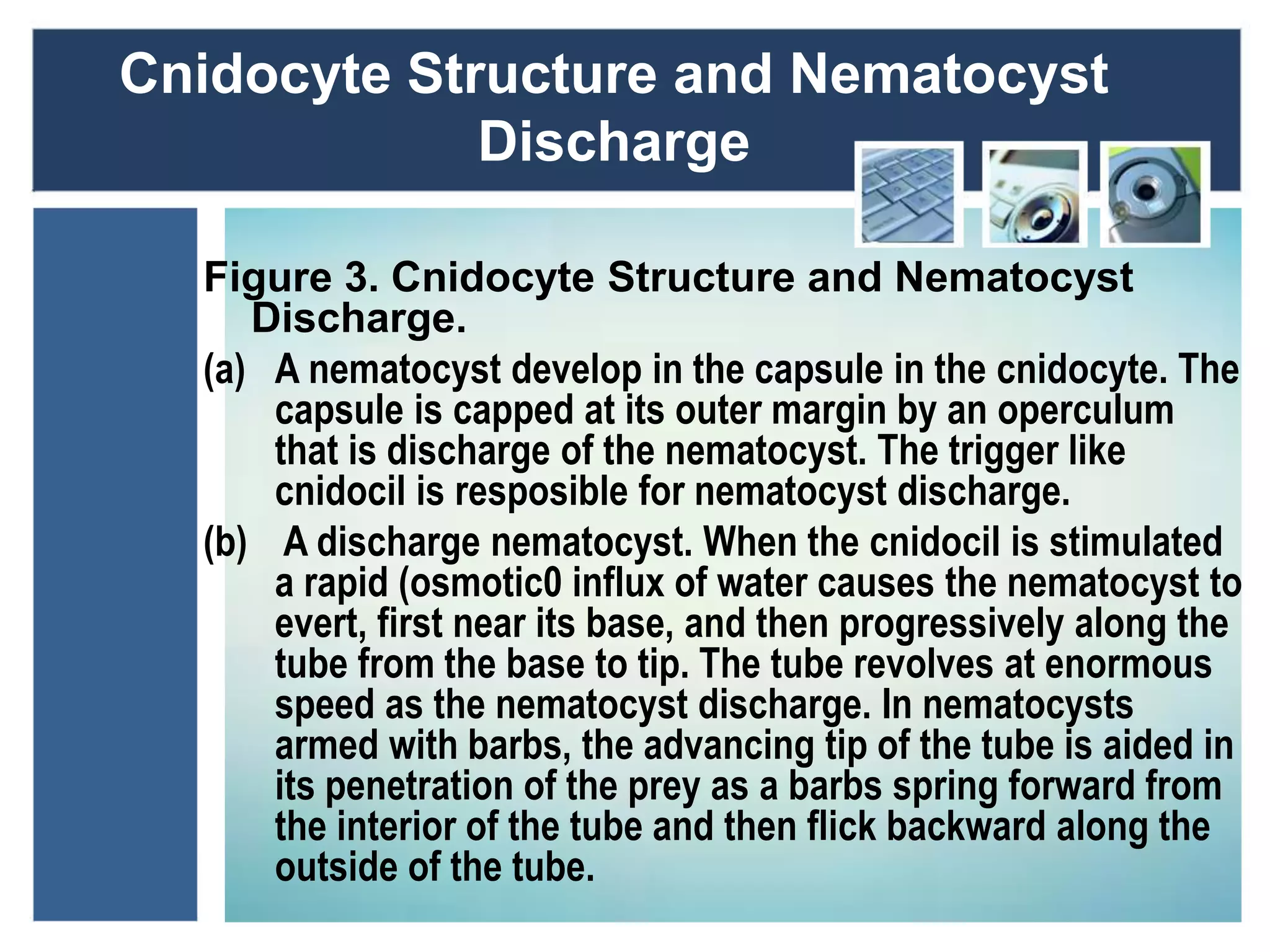 Phylum Cnidaria | PPTX